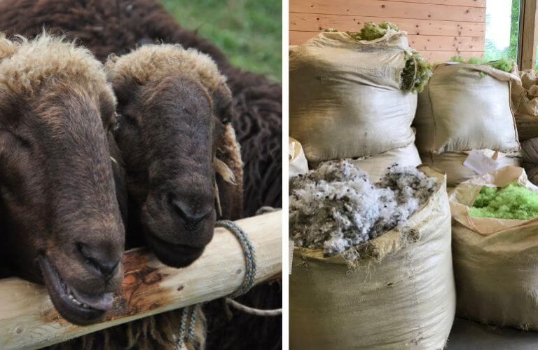 Wool expertise | Lehner Wool